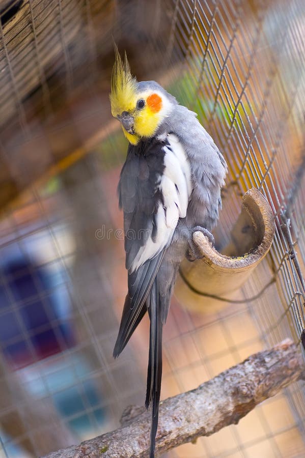 Loro blanco y amarillo imagen de archivo. Imagen de tropical - 2436023