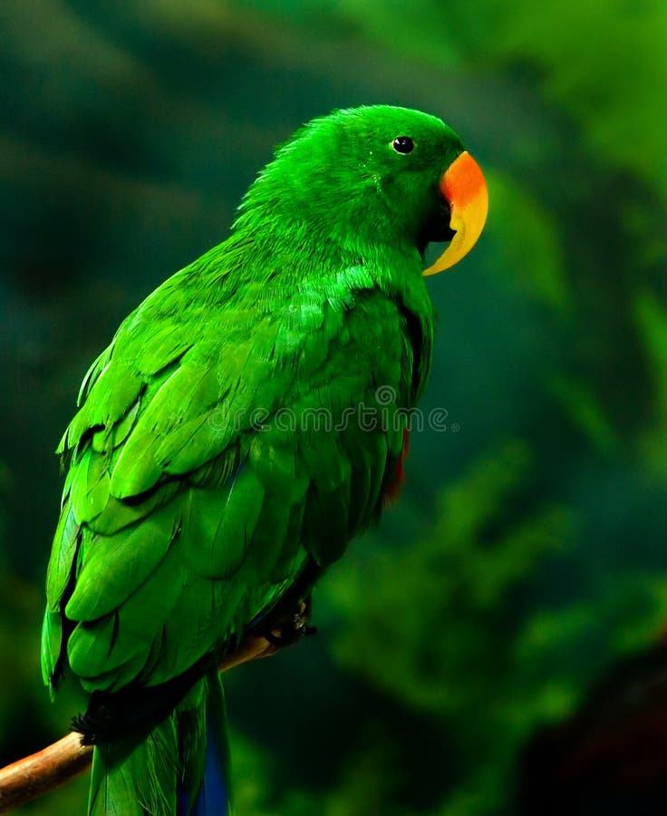 Loro imagen de archivo. Imagen de cubo, loro, color, pico - 4066817