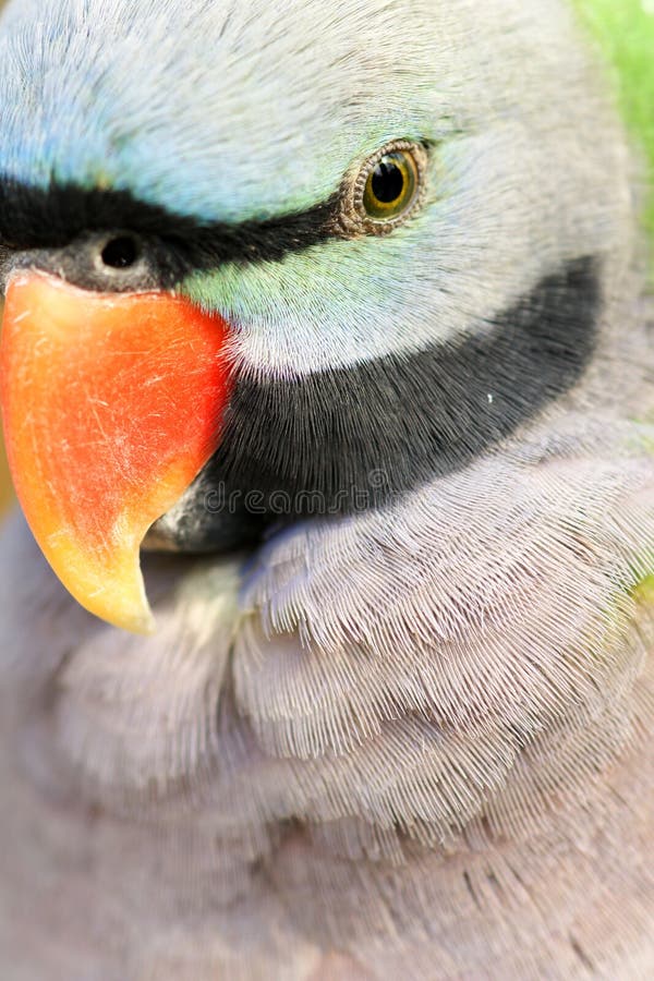 Loro imagen de archivo. Imagen de pluma, loro, cubo, color - 8360551