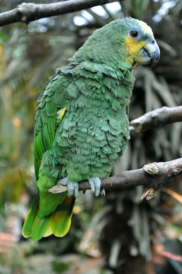 Loro africano foto de archivo. Imagen de presentación - 21308870