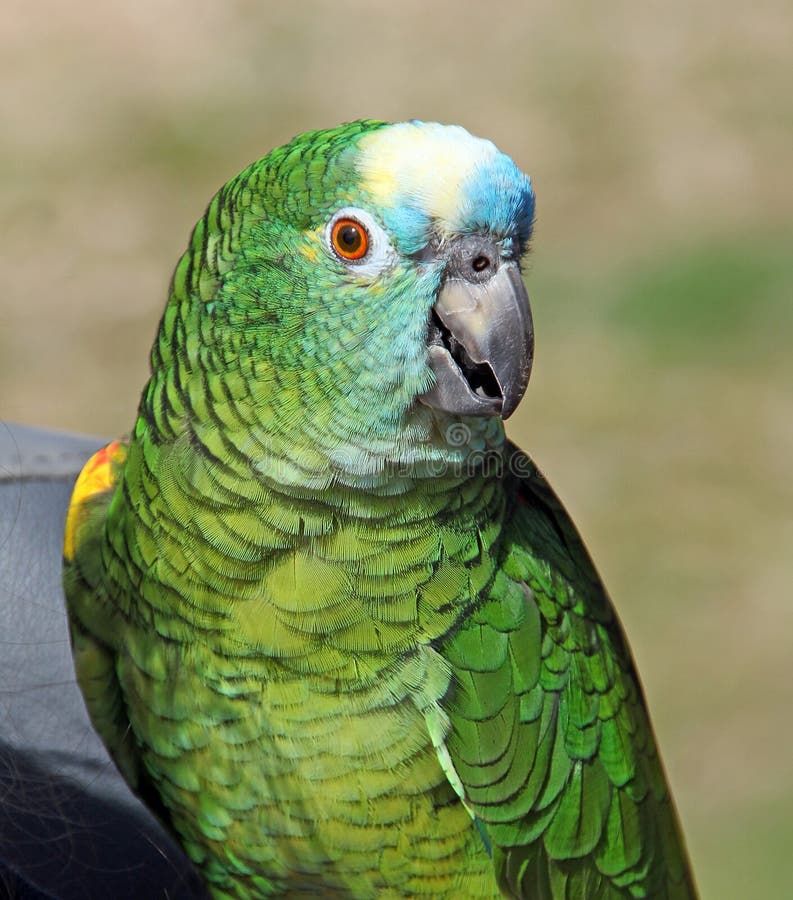 11,170 Loro Del Amazonas Fotos de stock - Fotos libres de regalías de ...