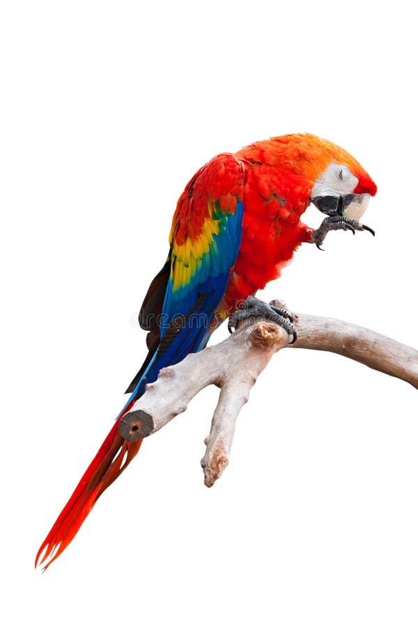 Loro aislado foto de archivo. Imagen de loro, blanco - 13107698