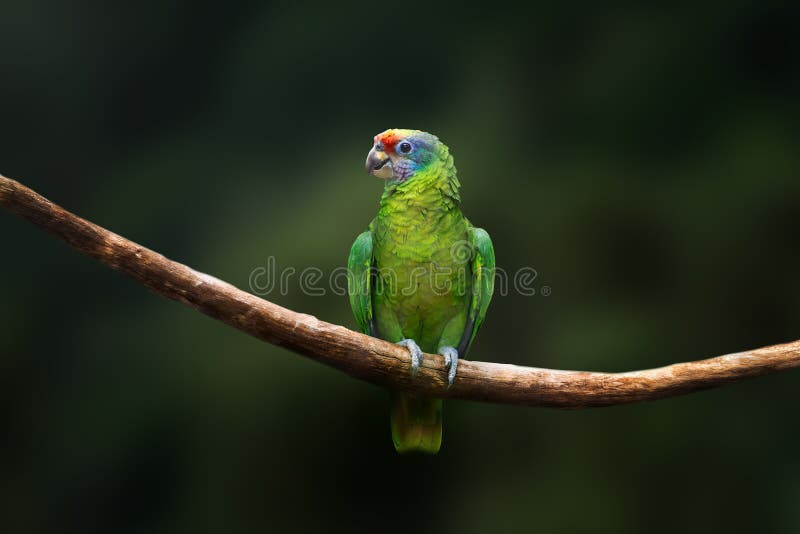 Loro amazónico foto de archivo. Imagen de cubo, america - 306950154