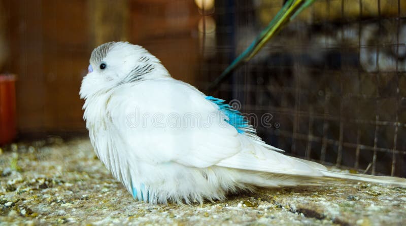 Loro Australiano Blanco Blanco Hermoso Foto de archivo - Imagen de ...