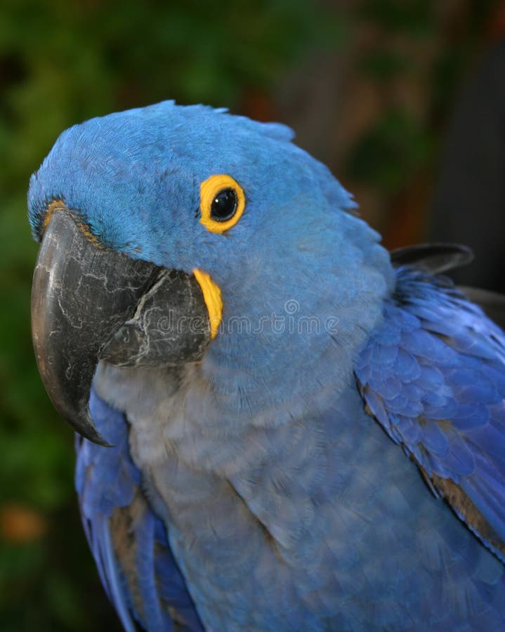 Loro azul imagen de archivo. Imagen de plumas, machacar, loro - 4897