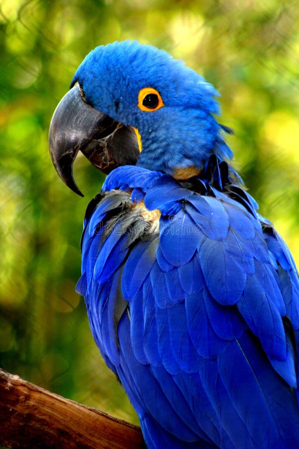 Pin Loro Azul 1920x1080 TP Link Tapo Security WiFi Camera, Wireless,