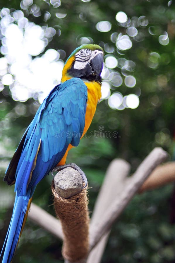 Color del loro foto de archivo. Imagen de loro, amor - 12690796