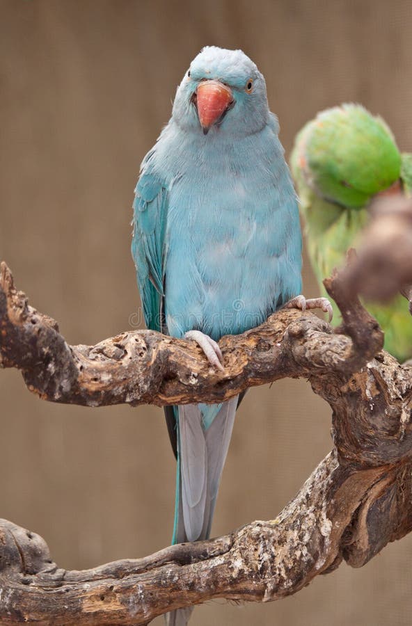 Loro azul imagen de archivo. Imagen de pico, anaranjado - 15811343