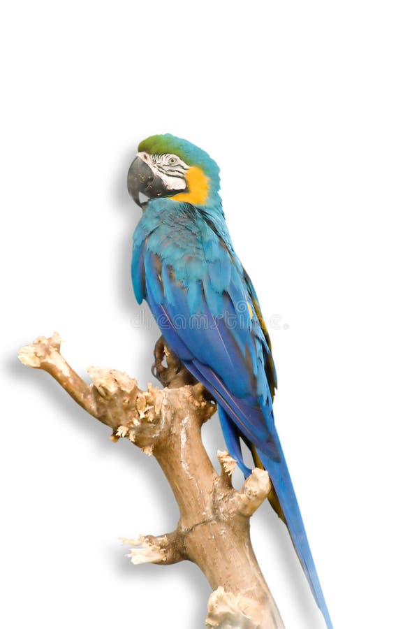 Loro azul imagen de archivo. Imagen de tiro, seco, polluelo - 3172537