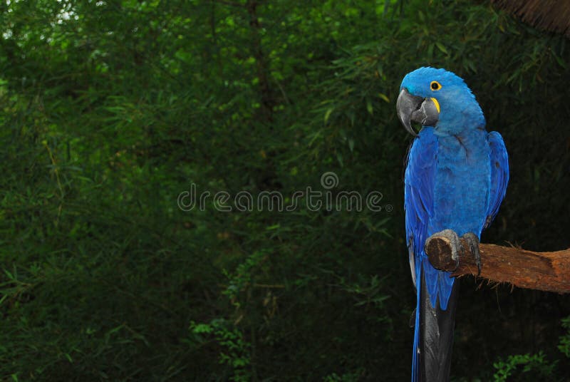 Loro Azul Imagen. Imagen: 4940666