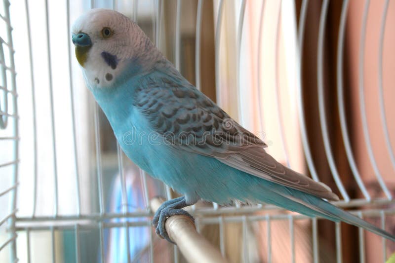 Loro azul foto de archivo. Imagen de loro, colores, azul - 5969594