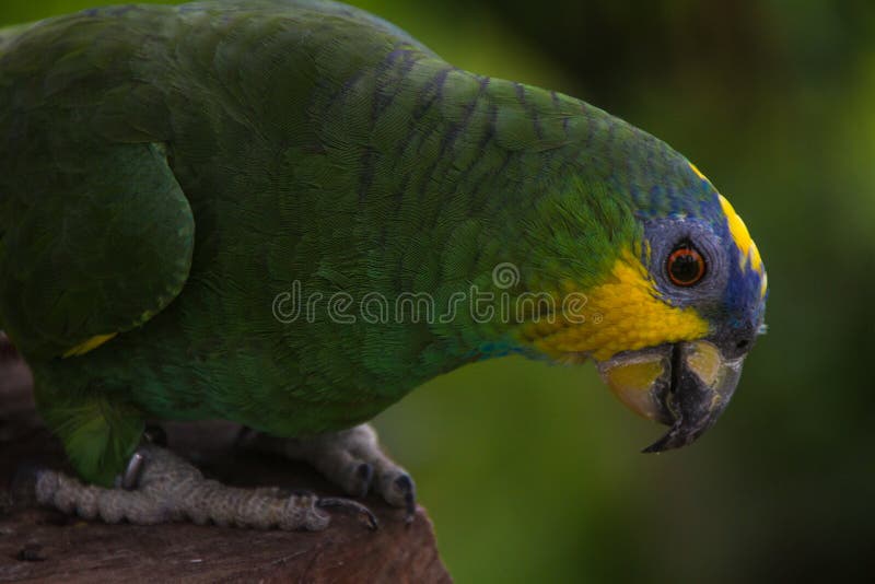 Loro Azul De Color Verde Amarillo De La Selva Imagen de archivo ...
