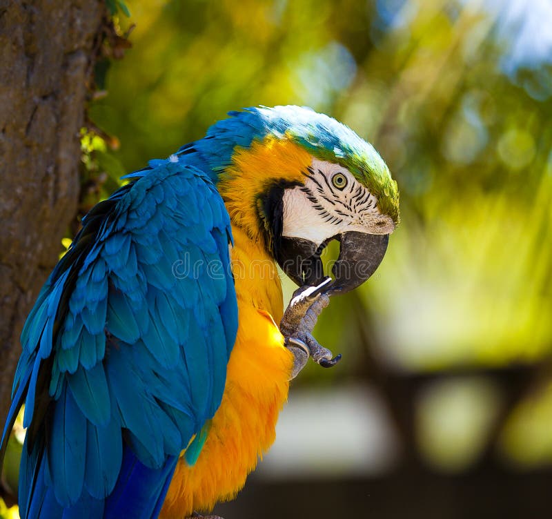 Loro azul del Macaw foto de archivo. Imagen de travieso - 14063432