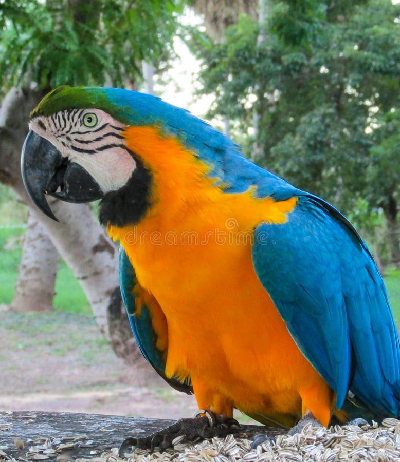 Loro azul del Macaw imagen de archivo. Imagen de comer - 93534529