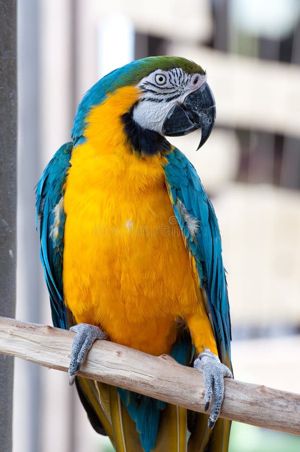 Loro Azul Del Pecho Del Amarillo Del Ala Foto de archivo - Imagen de ...