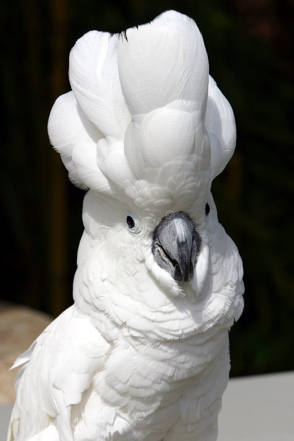 Loro blanco imagen de archivo. Imagen de blanco, plumes - 1207079