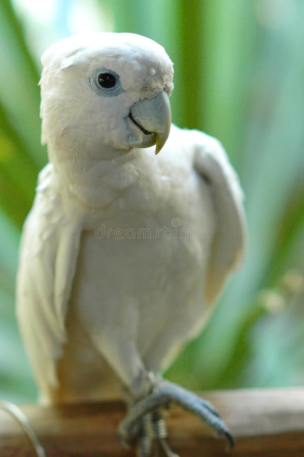 Loro blanco imagen de archivo. Imagen de tenencia, hermoso - 34753141