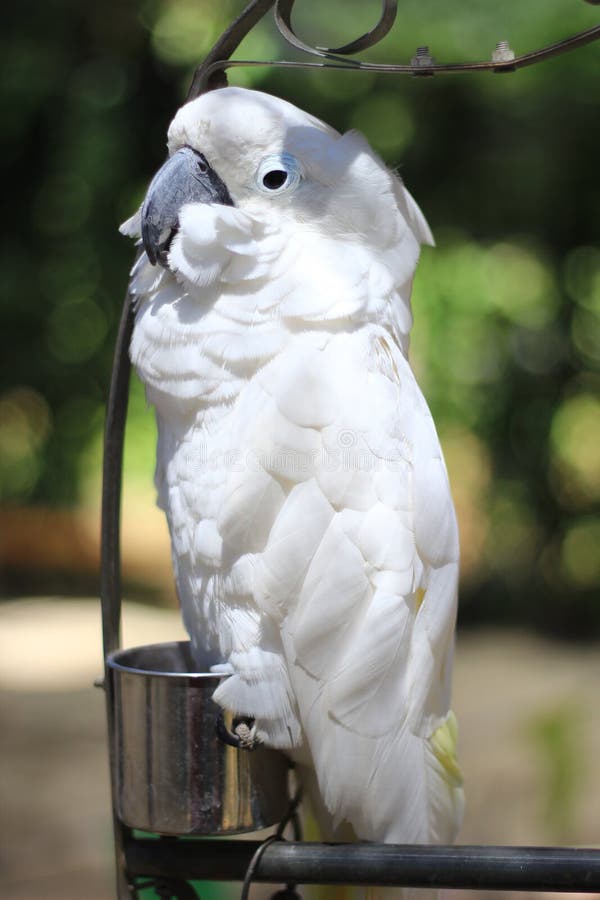 Loro blanco imagen de archivo. Imagen de loro, parque - 36528421