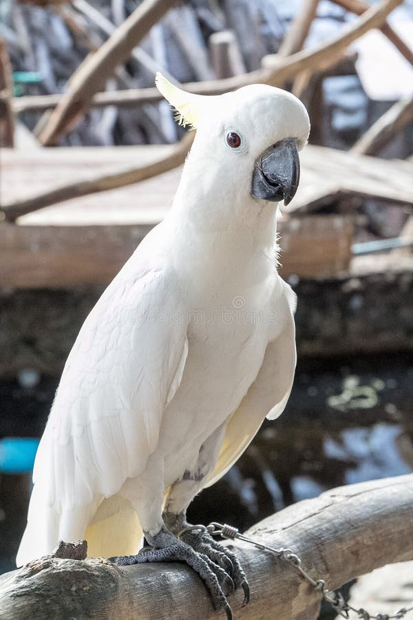 Loro blanco imagen de archivo. Imagen de animal, vertebrado - 37895723