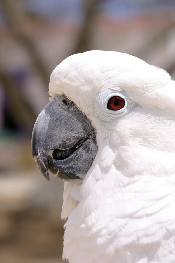 Loro blanco imagen de archivo. Imagen de blanco, wingspan - 13111141