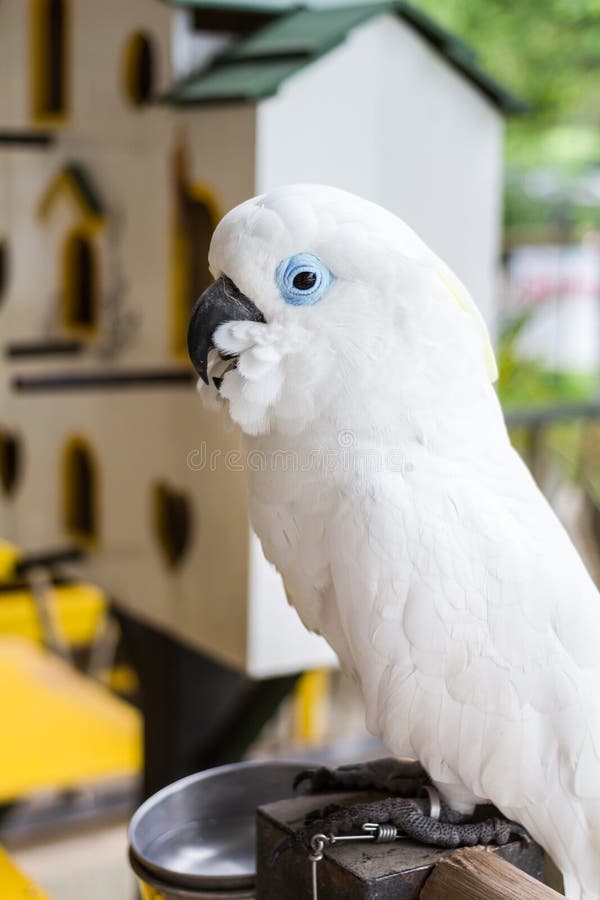 Loro blanco imagen de archivo. Imagen de fauna, frica - 13111141