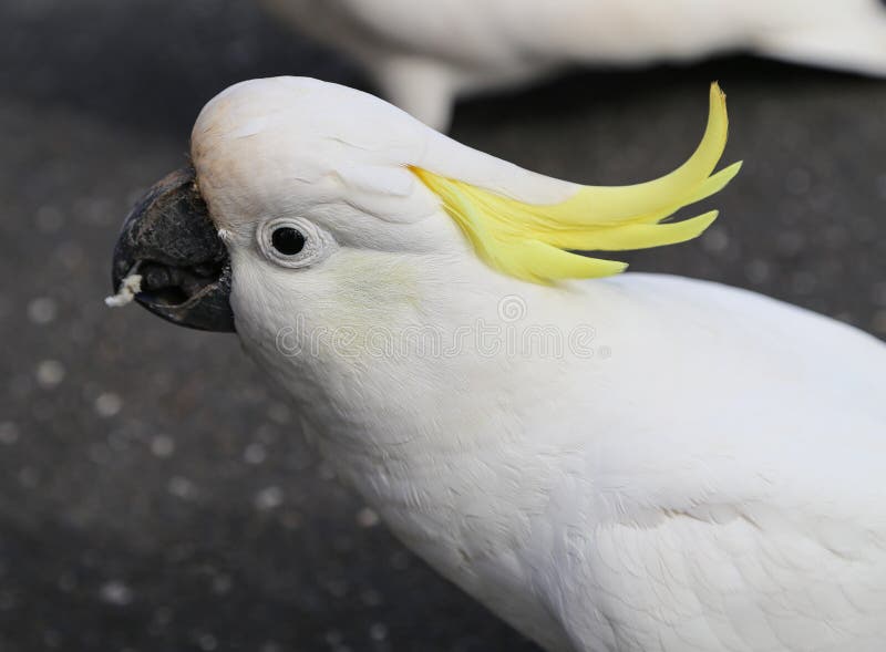 Loro Blanco En La Ciudad De Ron, Australia Imagen de archivo - Imagen ...