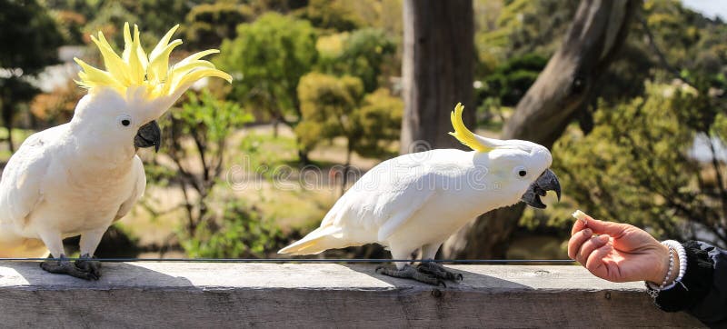 Loro Blanco En La Ciudad De Ron, Australia Foto de archivo - Imagen de ...