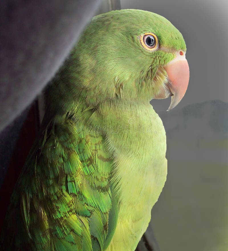 imágenes comunes del Loro Bonito - los derechos de la transferencia ...