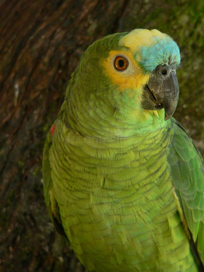 Loro de Siete Colores imagen de archivo. Imagen de garra - 5225073