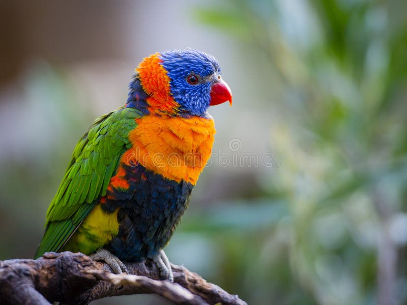 Loro Brillante De Lorikeet Del Arco Iris Imagen de archivo - Imagen de ...