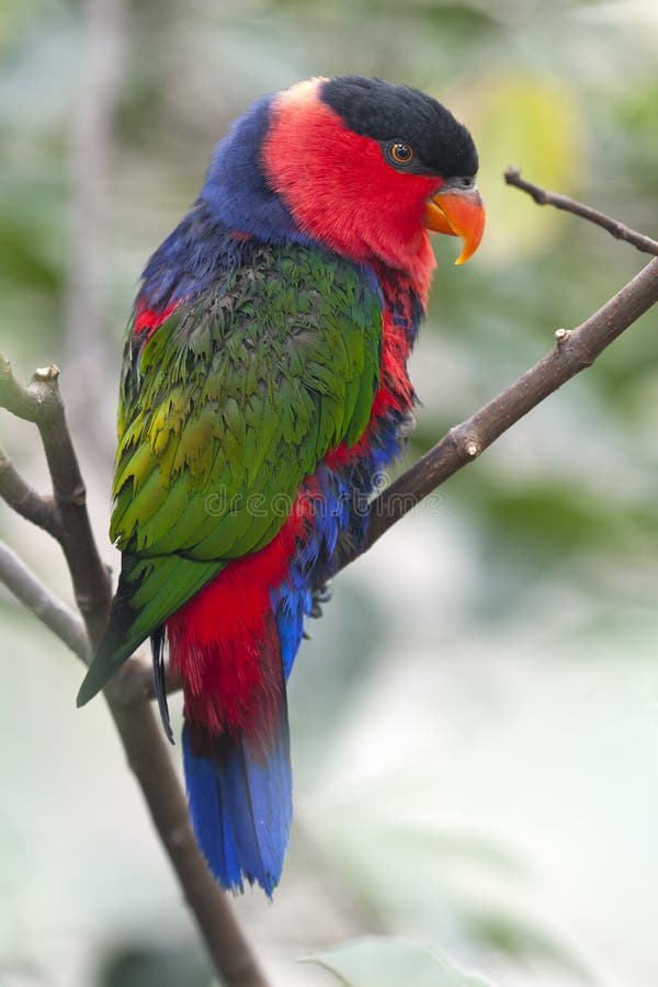 Loro Capsulado Negro Del Lory Foto de archivo - Imagen de alado, kong ...