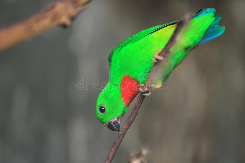 Lorito Colgante De Corona Azul Imagen de archivo - Imagen de coronado ...