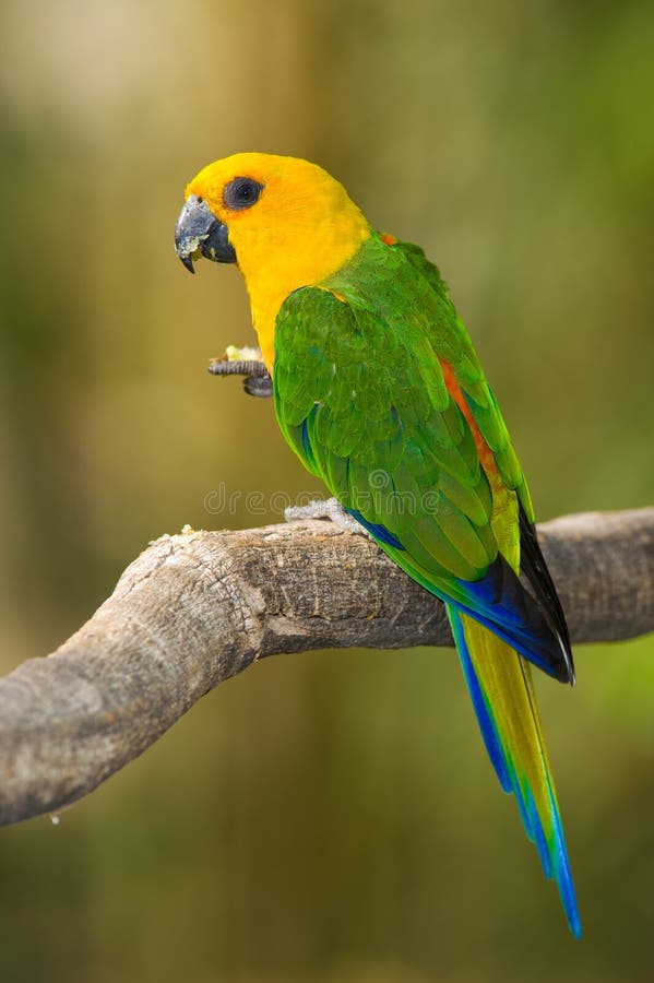 Loro Colorido De Jenday Conure Animal Doméstico En Jaula Imagen de ...