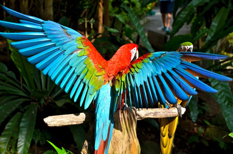 Loro colorido imagen de archivo. Imagen de singapur, colorido - 26690553