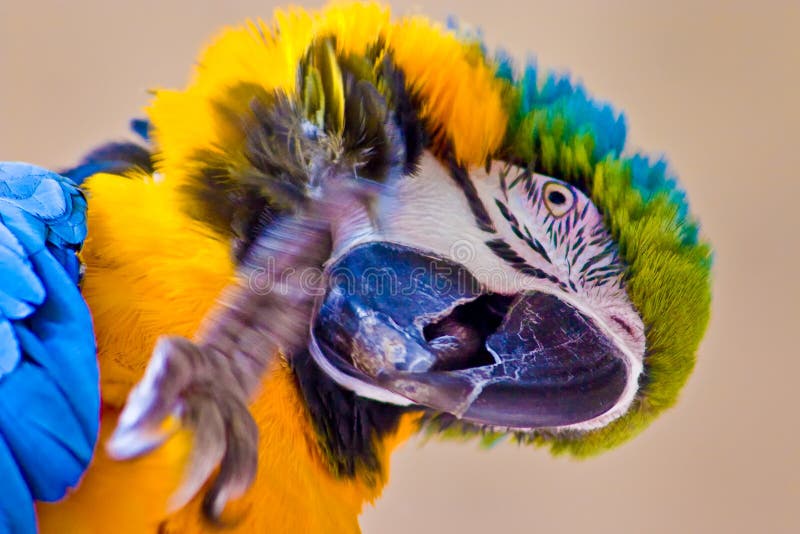 Loro colorido foto de archivo. Imagen de amarillo, exterior - 7532530