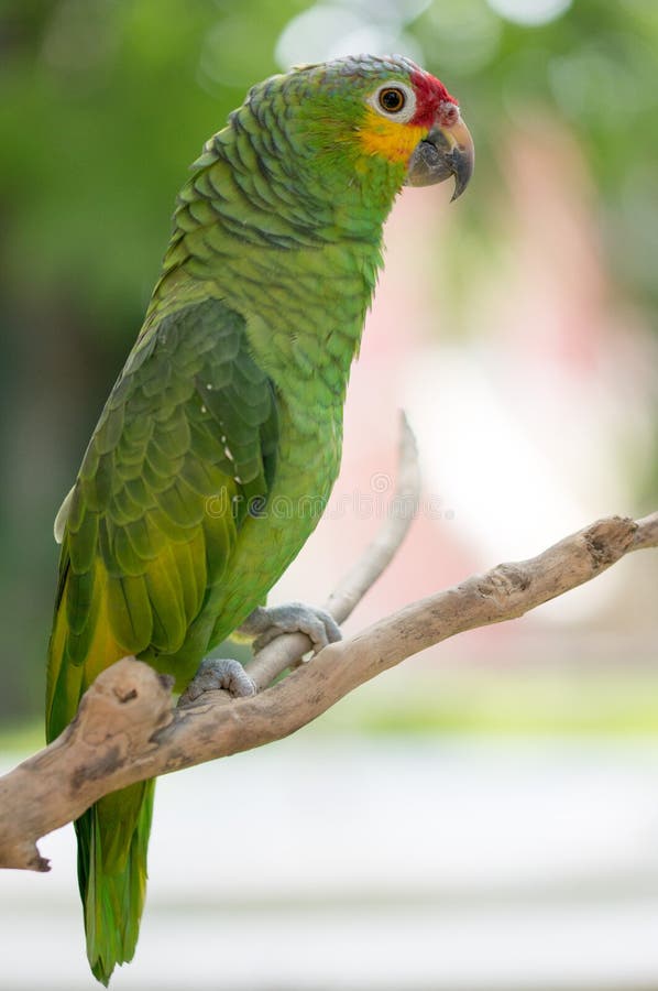 Cucha Fotos de stock - Fotos libres de regalías de Dreamstime