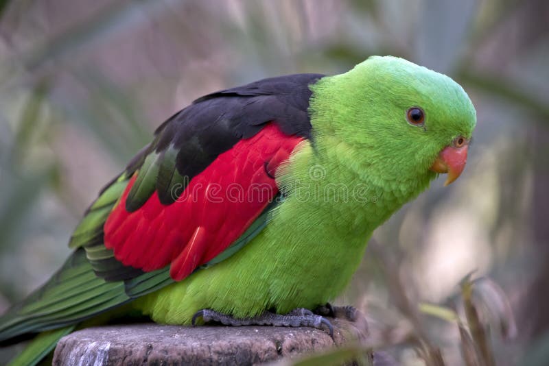 Loro De Alas Rojas (erythropterus De Aprosmictus) En Perfil Isola Foto ...