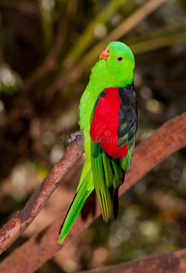 Loro de alas rojas imagen de archivo. Imagen de colores - 45894421