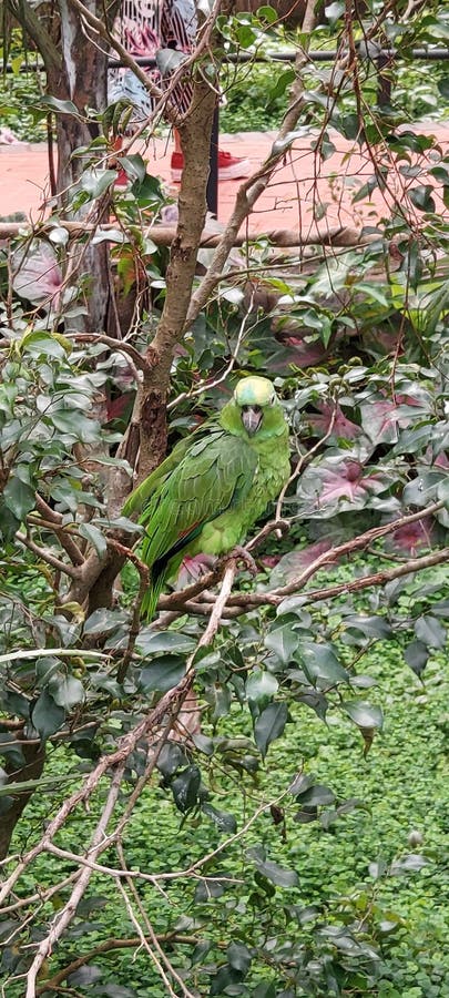 Loro De Amazon Rainforest Brasil Imagen de archivo - Imagen de alimento ...