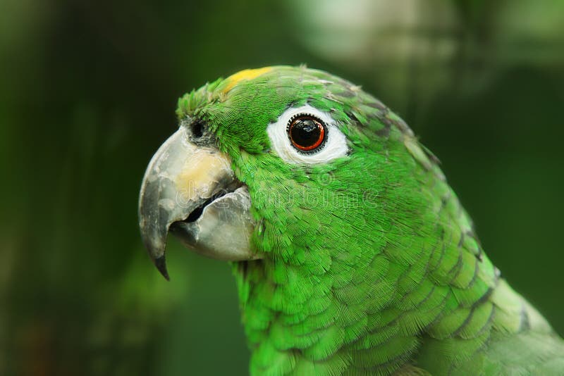 Loro Verde Del Amazonas Que Se Sienta En Una Rama Foto de archivo ...