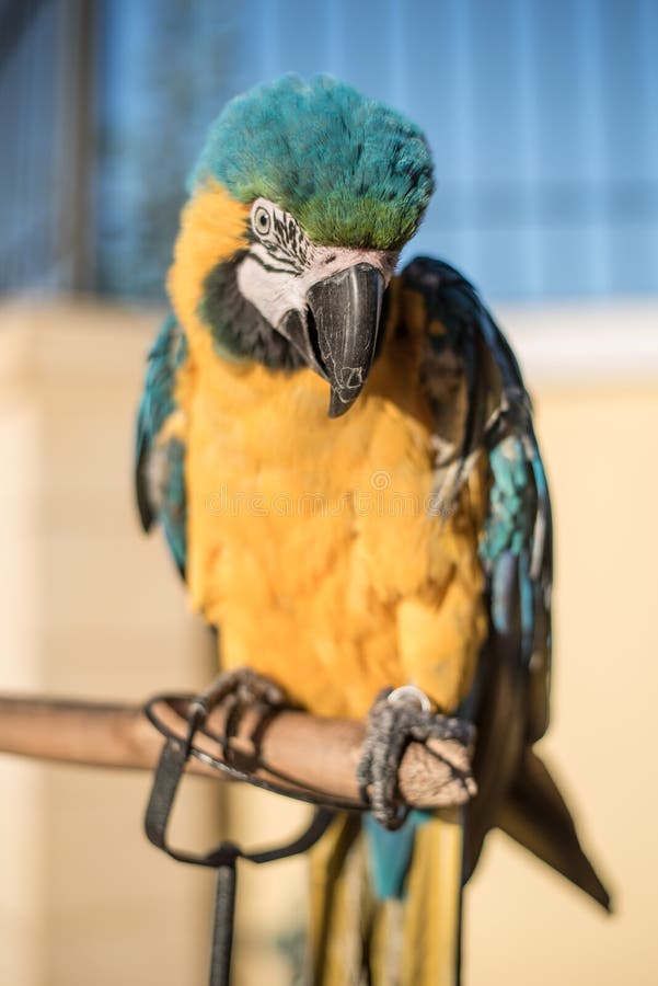 Loro De Color Verde Amarillo Foto de archivo - Imagen de casero ...