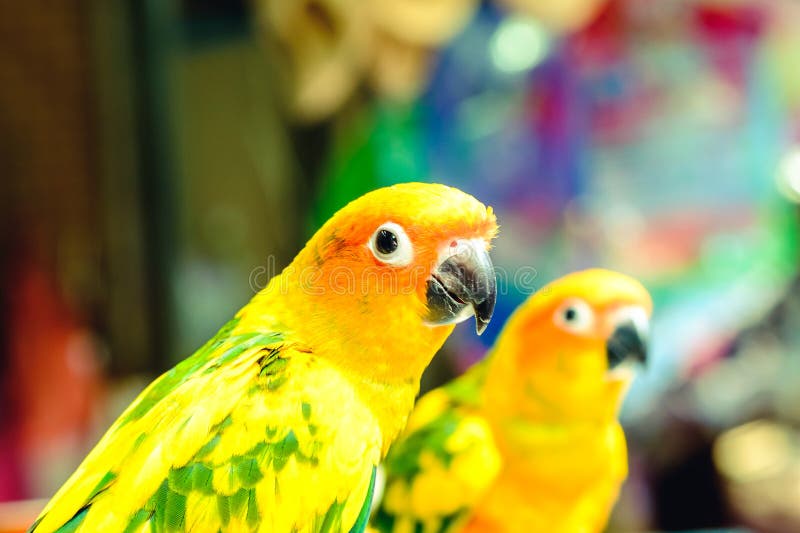 Loro De Color Verde Amarillo Foto de archivo - Imagen de hermoso, cubo ...