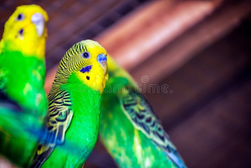 Loro De Color Verde Amarillo Hermoso Imagen de archivo - Imagen de ...