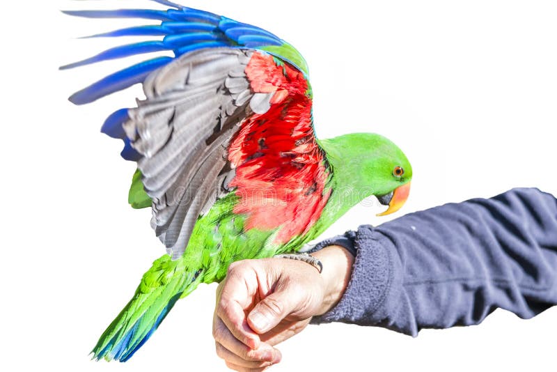 Loro de Electus imagen de archivo. Imagen de pluma, cubo - 32632341