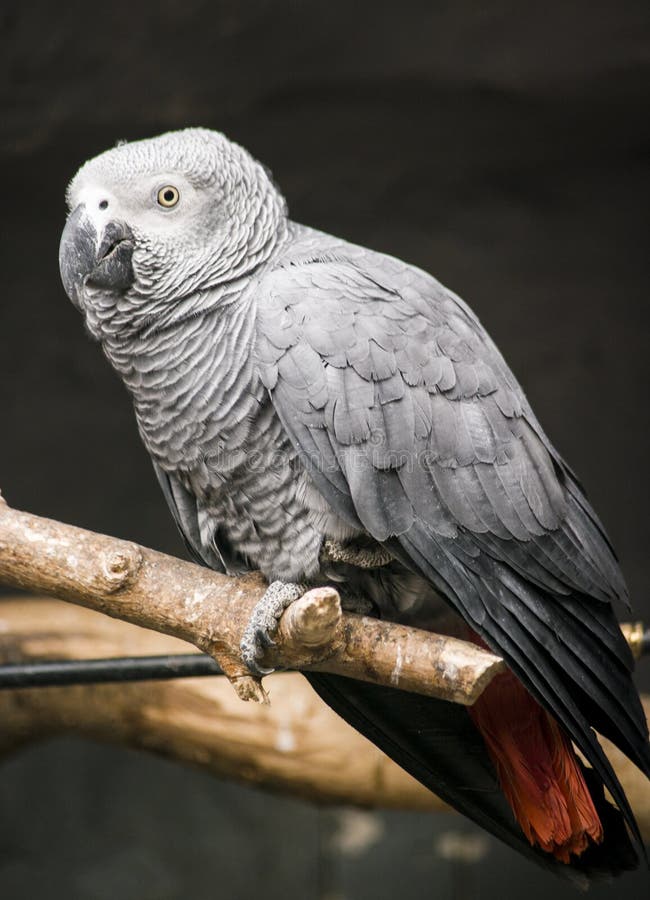 Loro de Jako foto de archivo. Imagen de mirada, casero - 23659156