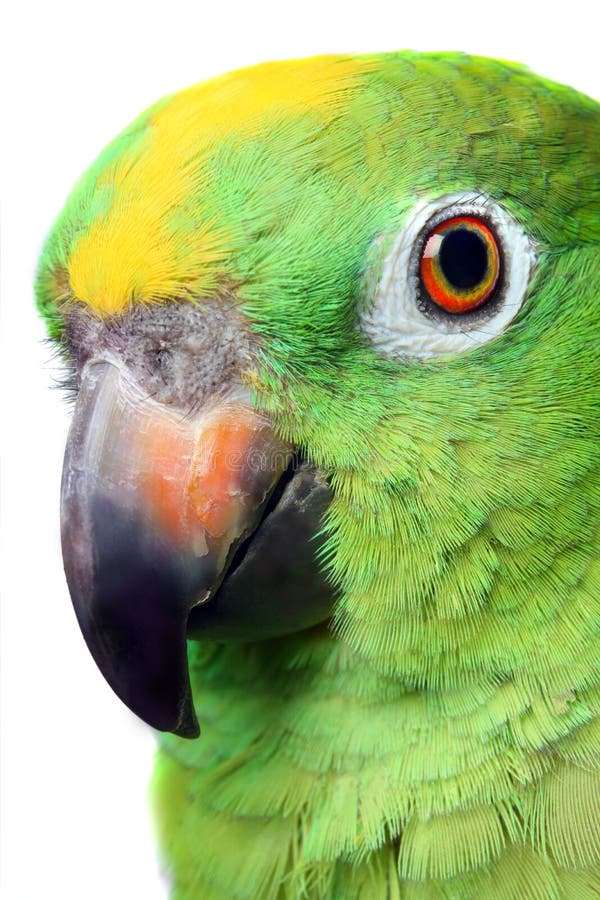 Loro del Amazonas foto de archivo. Imagen de animales - 36145588