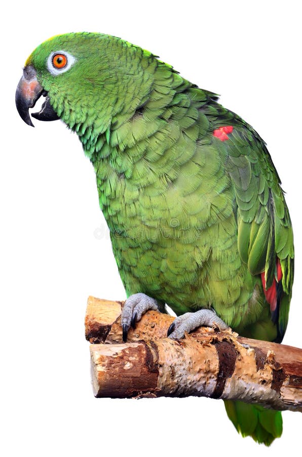 Loro del Amazonas imagen de archivo. Imagen de clima - 36165851