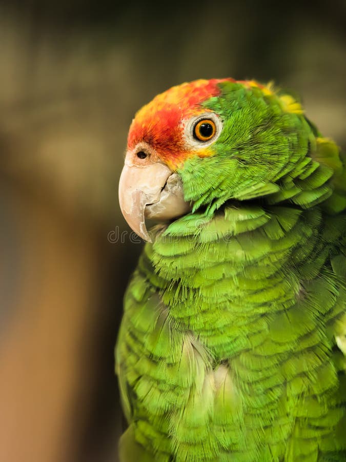 Loro del Amazonas imagen de archivo. Imagen de amazonas - 57720257