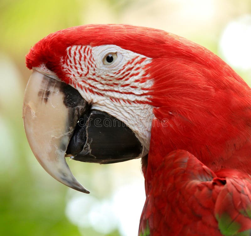 Loro Del Amazonas Del Arco Iris, Loro Del Macaw Imagen de archivo ...