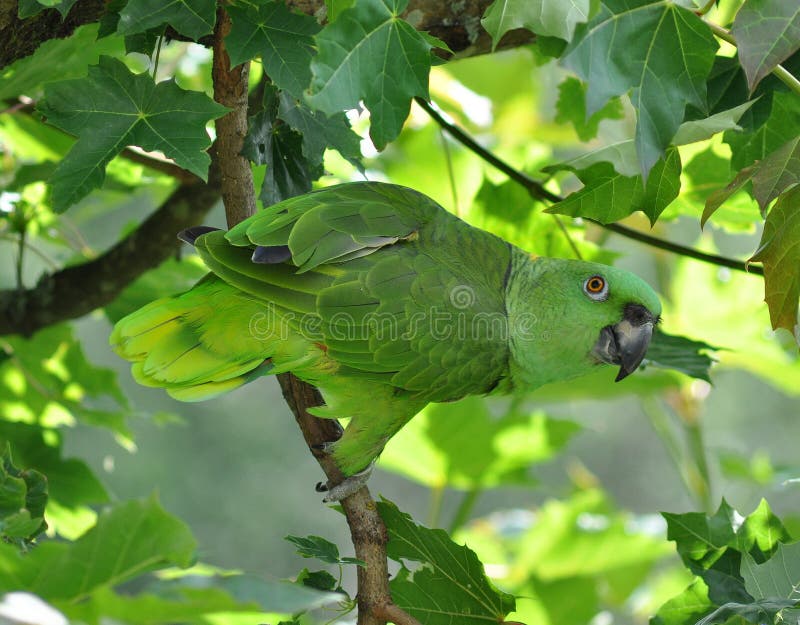 Loro del Amazonas en árbol foto de archivo. Imagen de hierba - 35805140